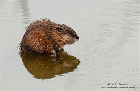 Ponds, Marshes and Wetlands offer a Variety of Photographic ...