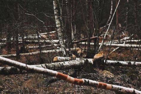 Eudr Information System Explained Simply