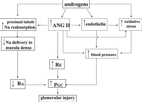 Schematic Diagram Of The Influence Of Androgens On Cardiovascular And