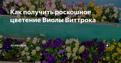 Как получить роскошное цветение Виолы Виттрока Klumba Plus Дзен