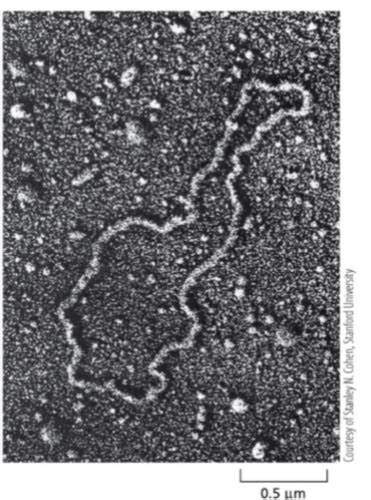 Mbi 365 Lecture 8 Dna Methods Flashcards Quizlet
