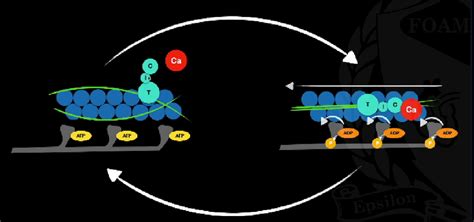 Lab Values Diagram Quizlet