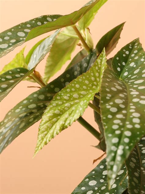 Medium Begonia 'White Ice' – Dahing Plants