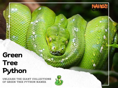 140 Green Tree Python Names