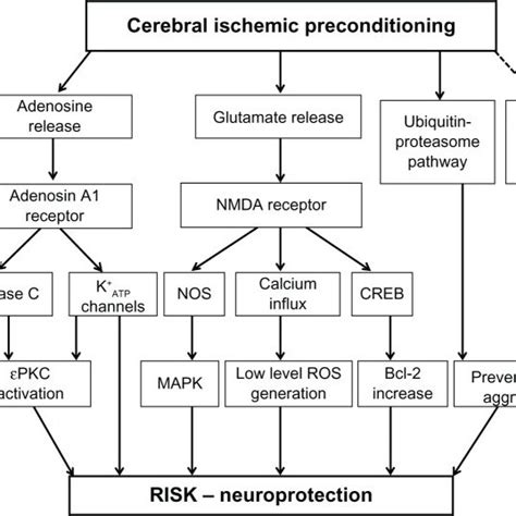 Signaling Pathways Involved In Cerebral Ischemic Preconditioning