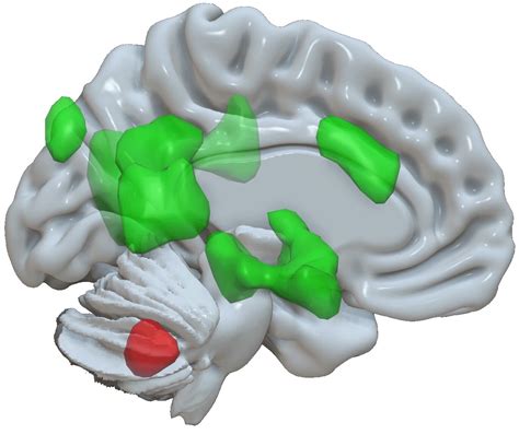 Discovery Of A New Function Of The Cerebellum