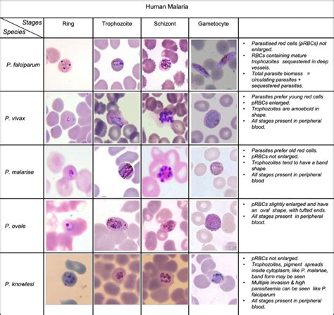 Plasmodium Species Riset