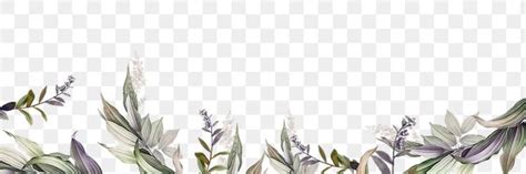 Botanical Border Design Element