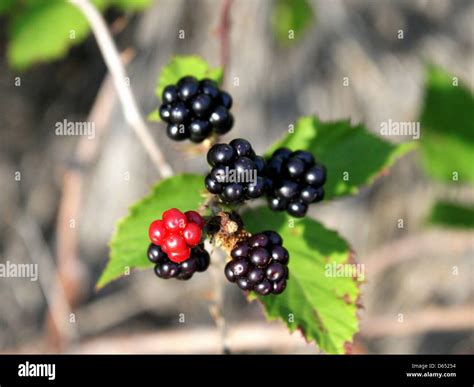 This Image Features A Blackberry Fruit Tree With Ripe Brambles The