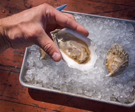 Pleasant Cove Oysters from Damariscotta, ME - Island Creek Oysters ...