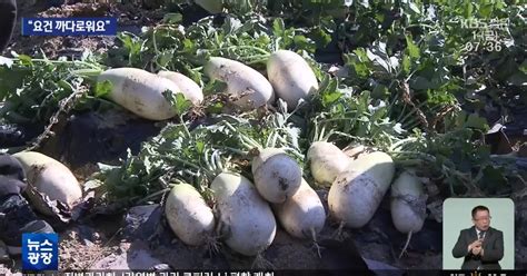 무 재배 농민 가격안정지원 자격 요건 까다로워”