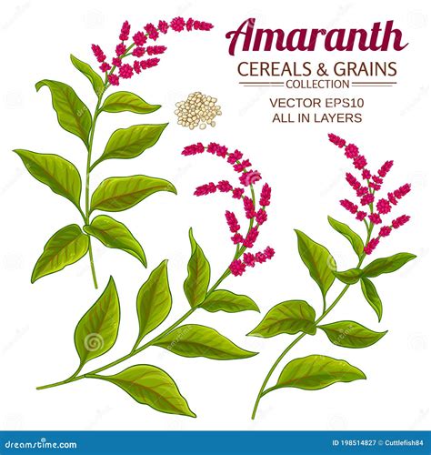 Amaranth Vector Frame 196938613