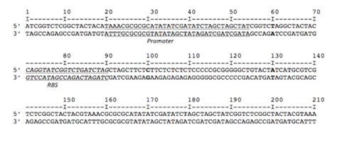 Solved 1 The Following Is The Partial Dna Sequence Of Gene
