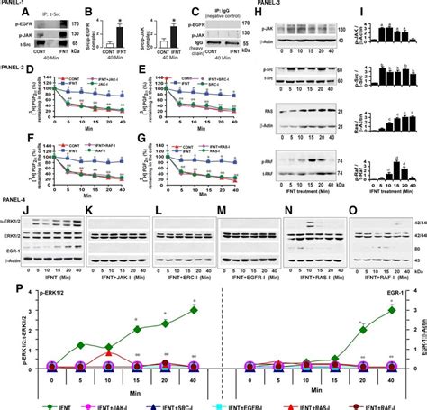 Panel 1 A Interactions Among Src Jak And Egfr Proteins In Le