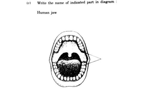 V Write The Name Of Indicated Part In Diagram Human Jaw Filo