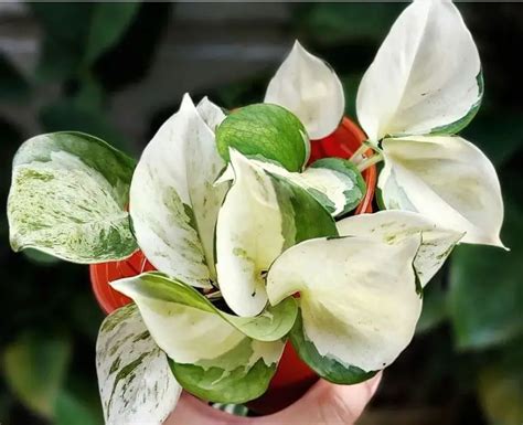 25 Stunning Types Of Pothos Pothos Varieties With Pictures