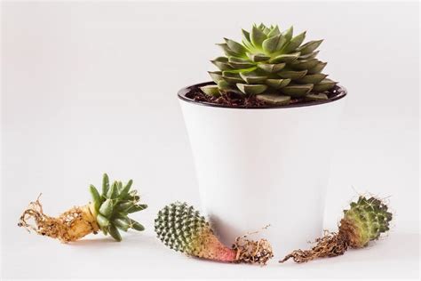 Succulent Root Rot How To Save Rotting Succulents From Dying Florgeous