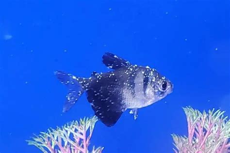 Ich On Fish Causes Symptoms And Treatment Fish Article