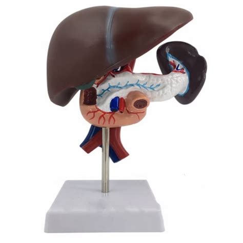 High Quality Pvc Humam Anatomical Model Pancreas Duodenum And Spleen Model Teaching Model And