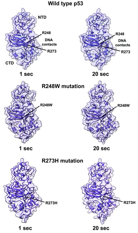 Complete Models Of P53 Better Inform The Impact Of Hotspot Mutations Pmc