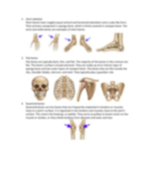 SOLUTION Learn About The Different Types And Functions Of Bones In The