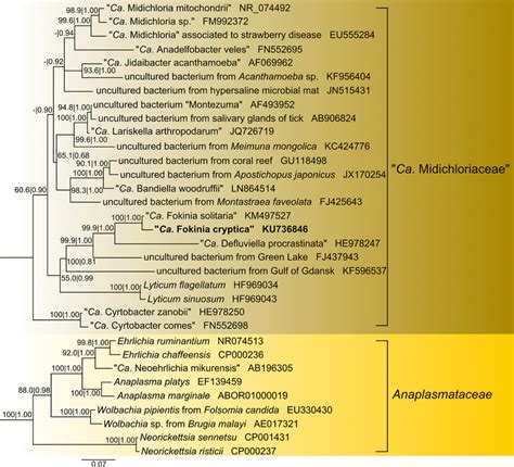 Bayesian Inference Phylogenetic Tree Gtrig Model Of Candidatus Download Scientific Diagram