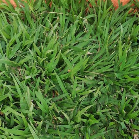 Arabic Grass In Kenya Mali Home Solutions