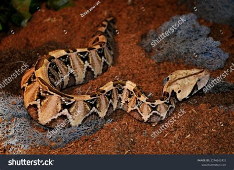 Gaboon Viper Bite Effects Man Lucky To Be Alive After Worst Bite