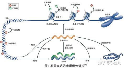 高中生物科普之表观遗传 知乎
