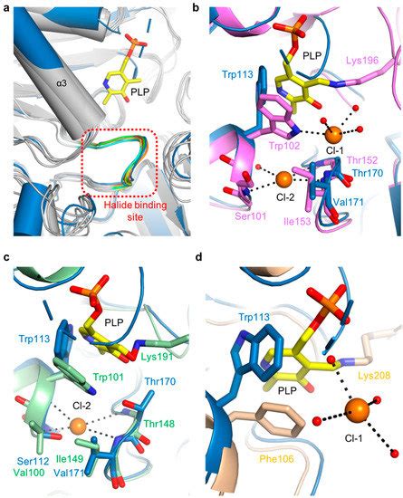 Ijms Free Full Text Molecular Structure Of Phosphoserine Aminotransferase From Saccharomyces