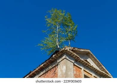 Tree Grows On Roof Images Stock Photos Vectors Shutterstock