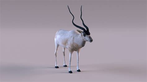 Addax Antelope 3d Model Turbosquid 2006178