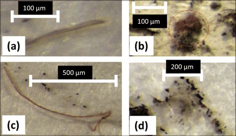Examples Of Micrographs Of Microplastics Collected During The Feb And