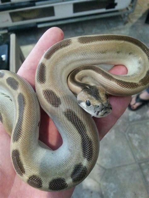 Hypo Green Burmese Python