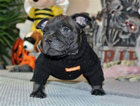 Stunning Black Micro Mini Bully American Pocket Bully