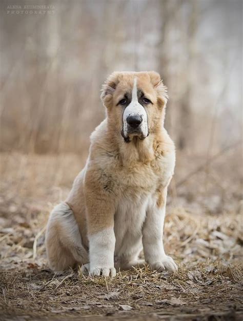 Alabai Dog Breed Central Asian Shepherd Best Guard Dog Breeds