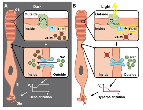 Figure 2 From Biophysical Properties Of Optogenetic Tools And Their