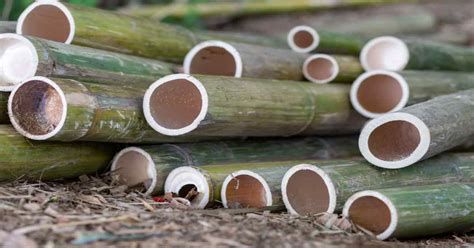 Bamboo As Building Material Sustainable And Cost Effective
