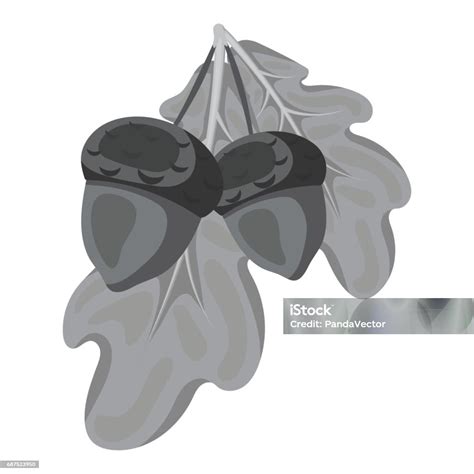 도토리는 흰색 배경에 고립 된 흑백 스타일에서 아이콘 캐나다 추수 감사절 기호 스톡 벡터 일러스트입니다 0명에 대한 스톡 벡터 아트 및 기타 이미지 Istock