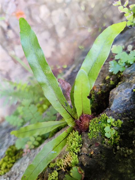 Asplenium Species Thiruvananthapuram Kerala Eflora Of India