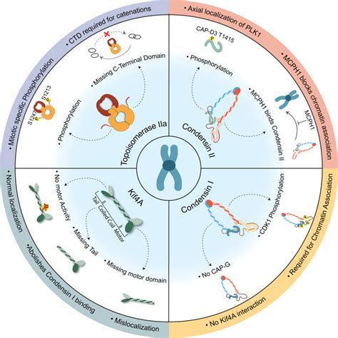 Regulation Of The Mitotic Chromosome Folding Machines Abstract Europe Pmc