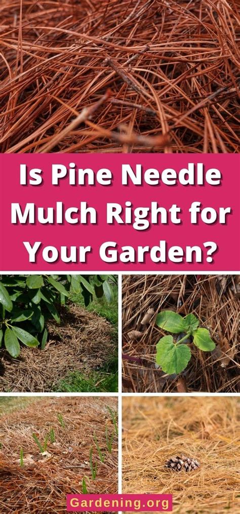 Is Pine Needle Mulch Right For Your Garden Mulch Pine Needles Food