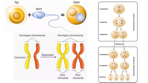 Prophase Ii Definition Stages Importance Biology Notes Online