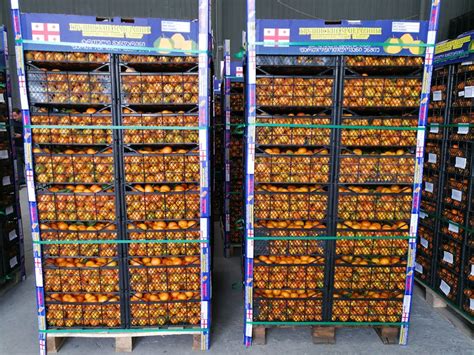 არასტანდარტული მანდარინი 20 თეთრად მიღება დაიწყო Batumelebi • მანდარინი • Batumelebi Ge