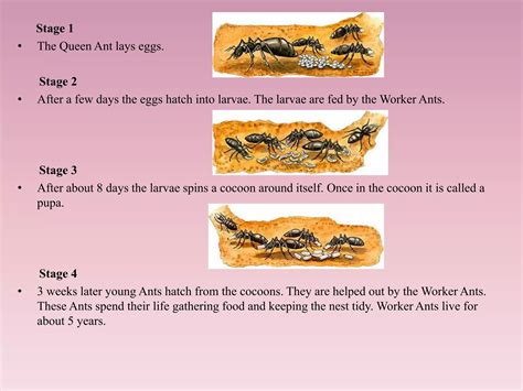 Ants Social Organisation And Types Of Nests Pdf