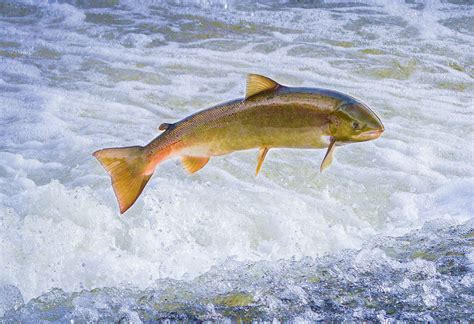 Feeding Salmon To Other Salmon Can Be Great For The Environment