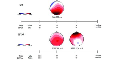 topographical distribution of the erp effects for each experimental