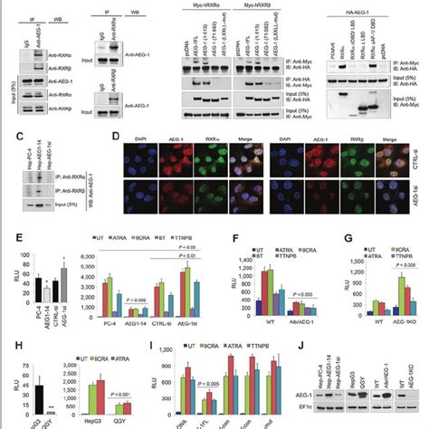 Pml Rara Ra Arsenic And Apl A The Pml Rara Fusion Protein With Download Scientific