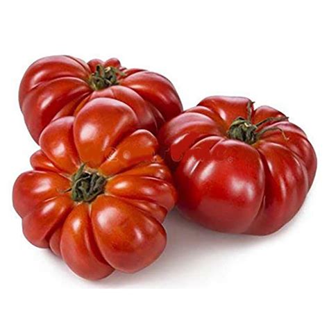 Tomato Seeds Goraka Thakkali Cs Agro