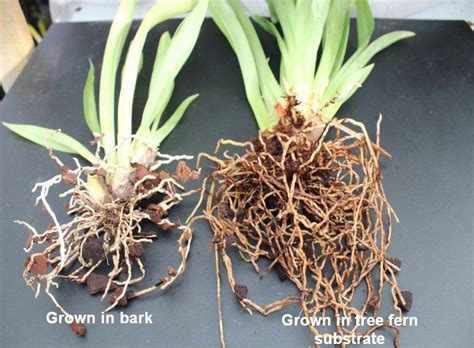 Tree Fern Orchid Substrate Optimal Growth Medium Orchid